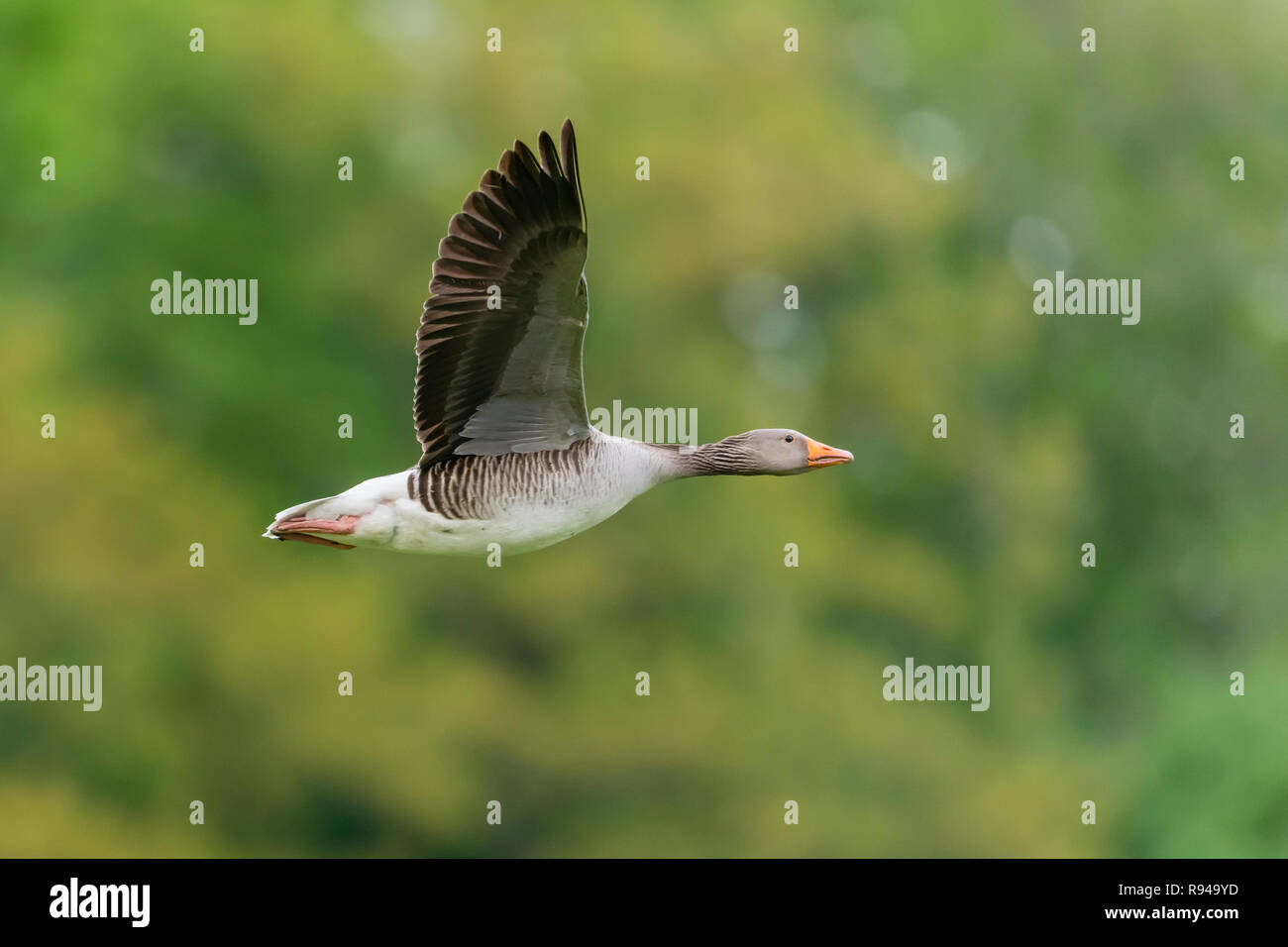 Graugans im Flug , Anser anser, Greylag Goose flying Stock Photo - Alamy