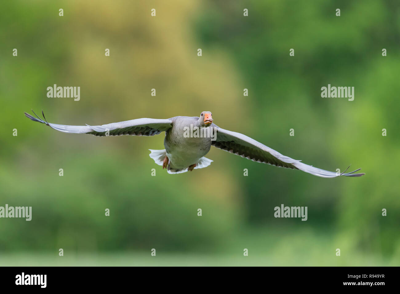 Grau gans im flug hi-res stock photography and images - Alamy