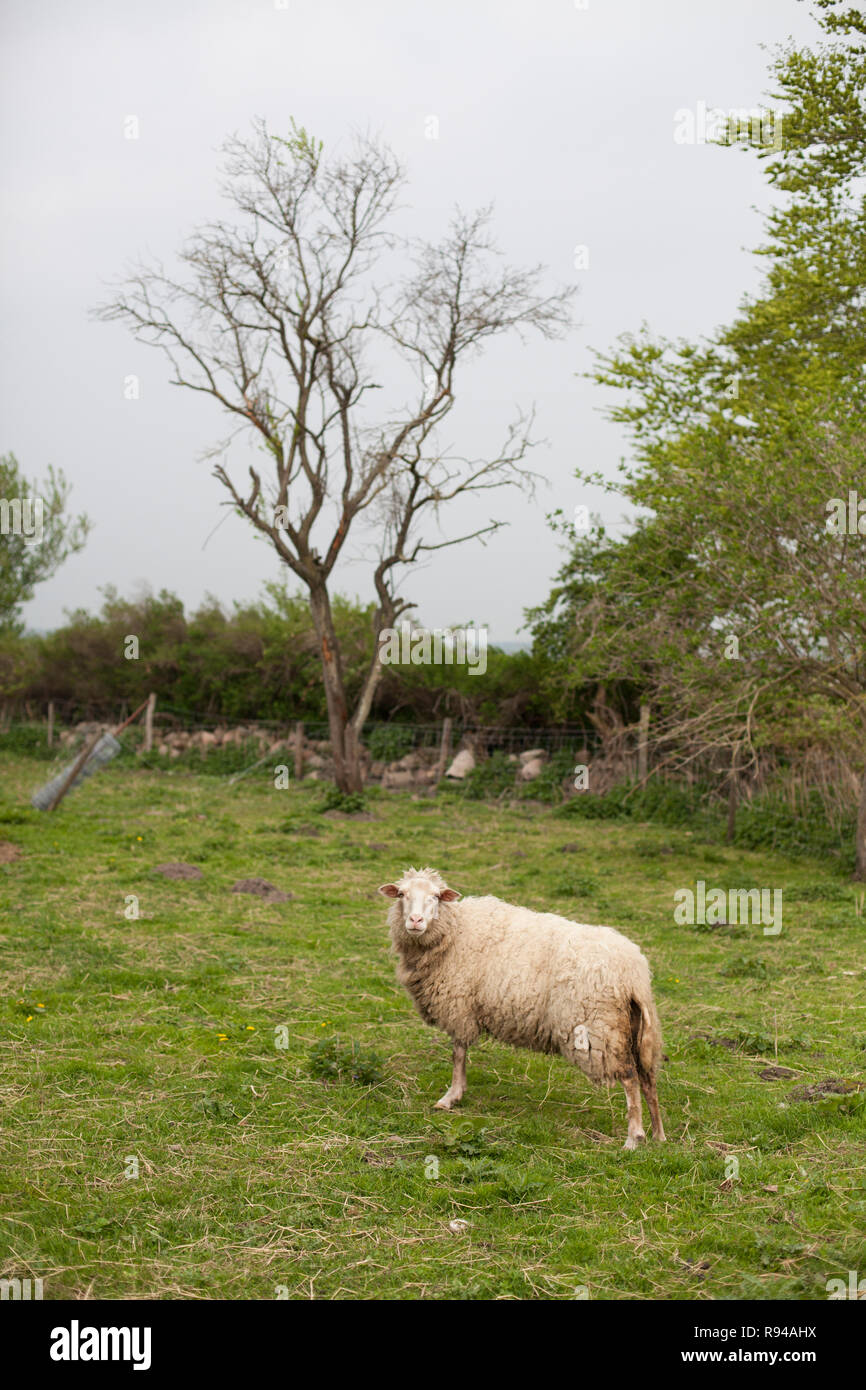 Sheep grazing farm germany hi-res stock photography and images - Alamy