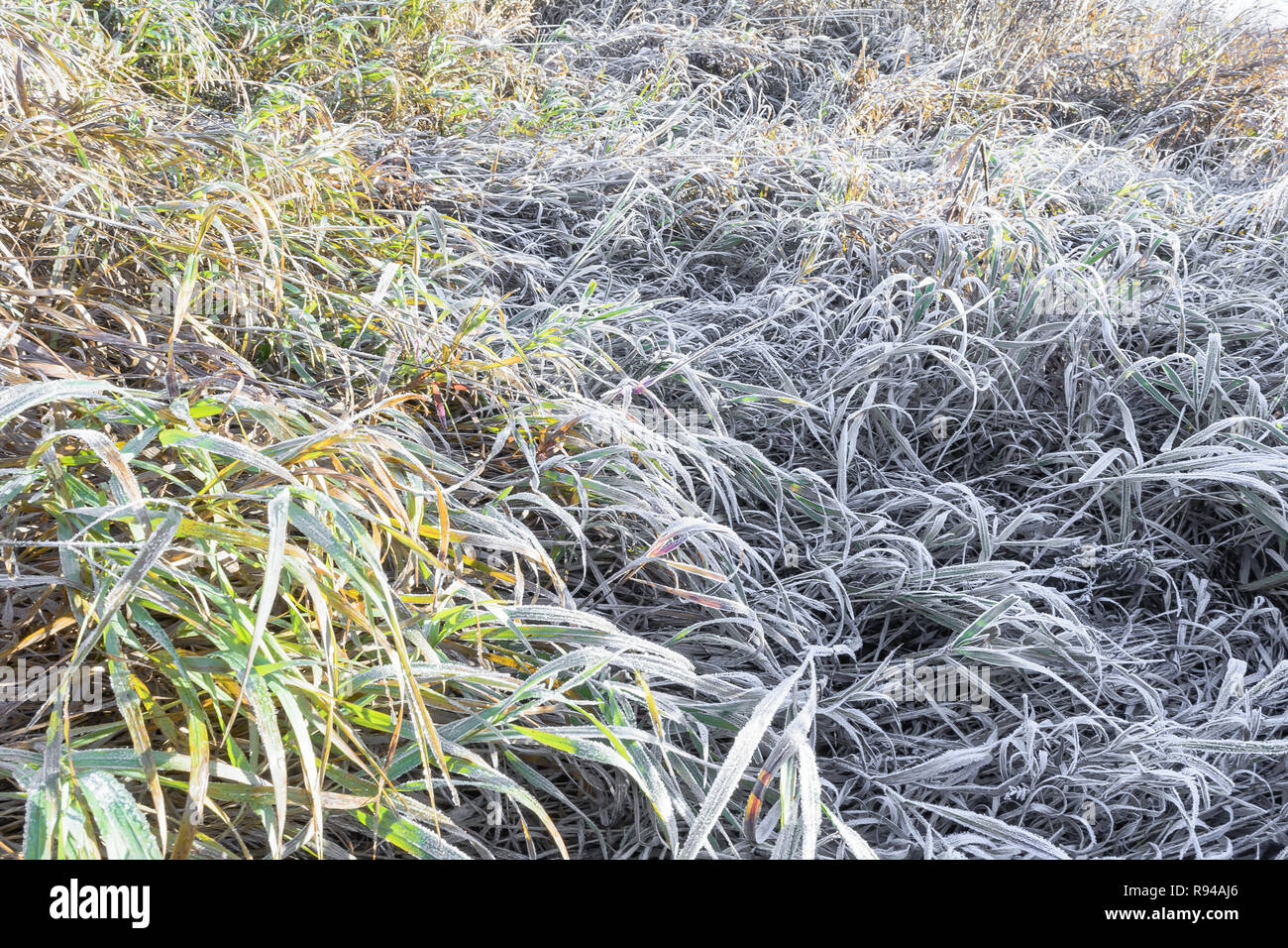First frost, Frost On The Grass, Frost On The Leaves, Frost On The ...