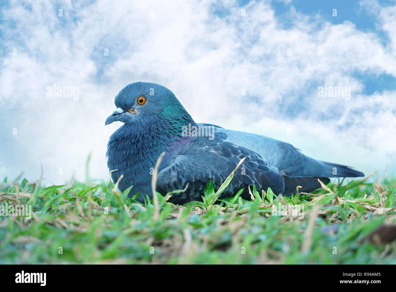 Pigeon sit on grass with sky background Stock Photo - Alamy