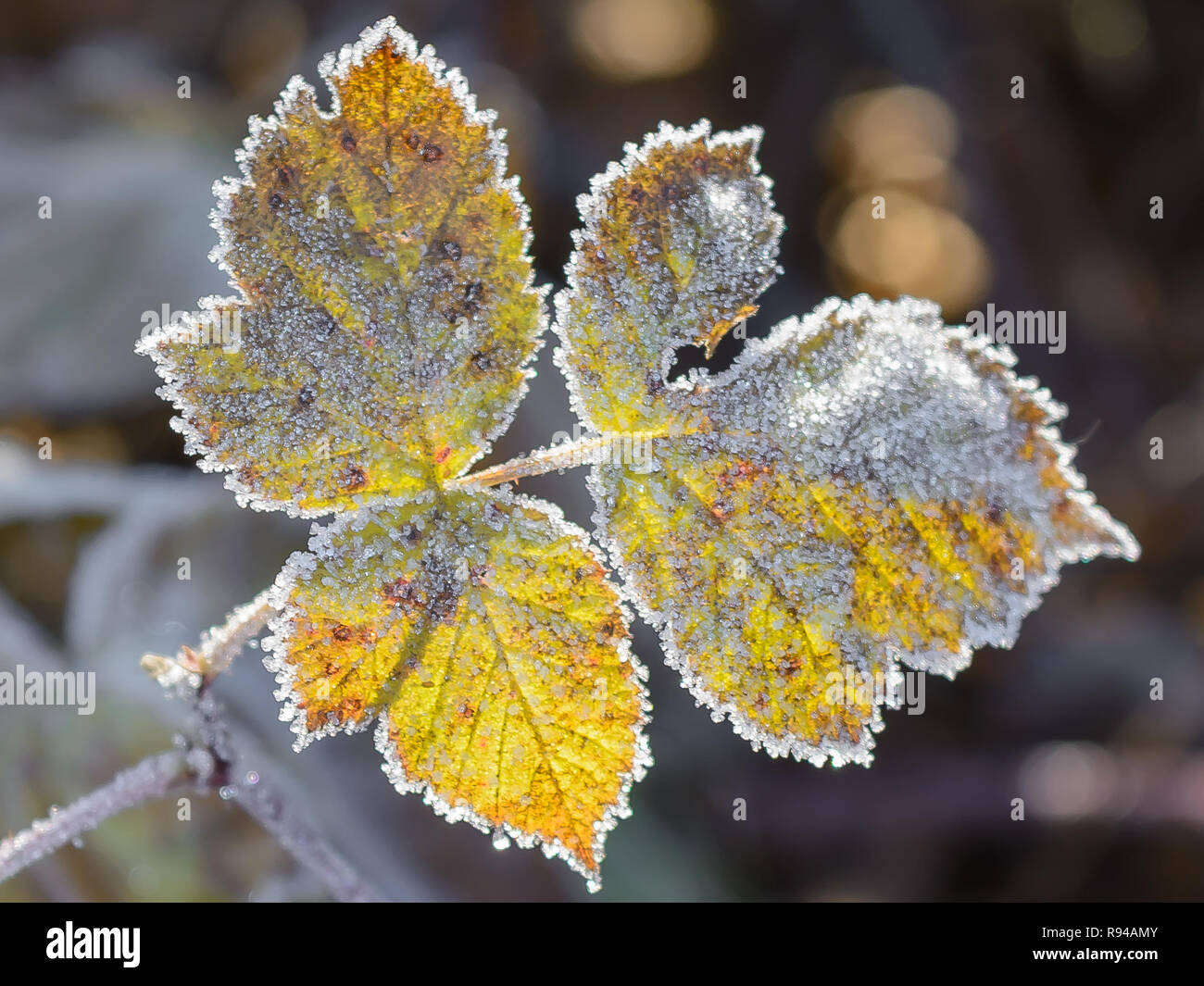 First frost, Frost On The Grass, Frost On The Leaves, Frost On The ...