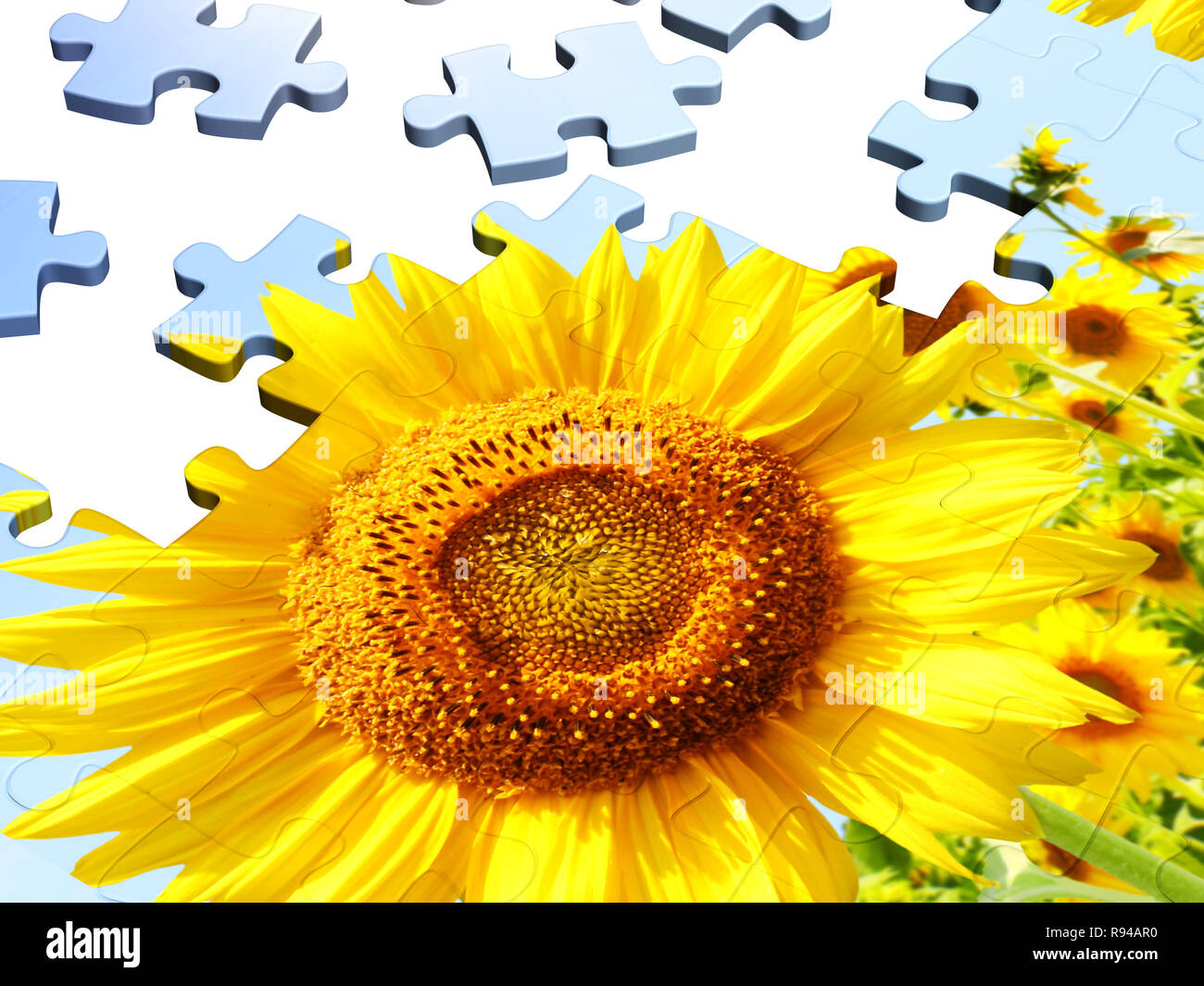 Sunflower - 3d puzzles. Objects isolated over white Stock Photo - Alamy