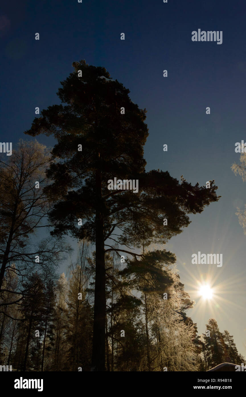 Sun over frozen tree hi-res stock photography and images - Alamy