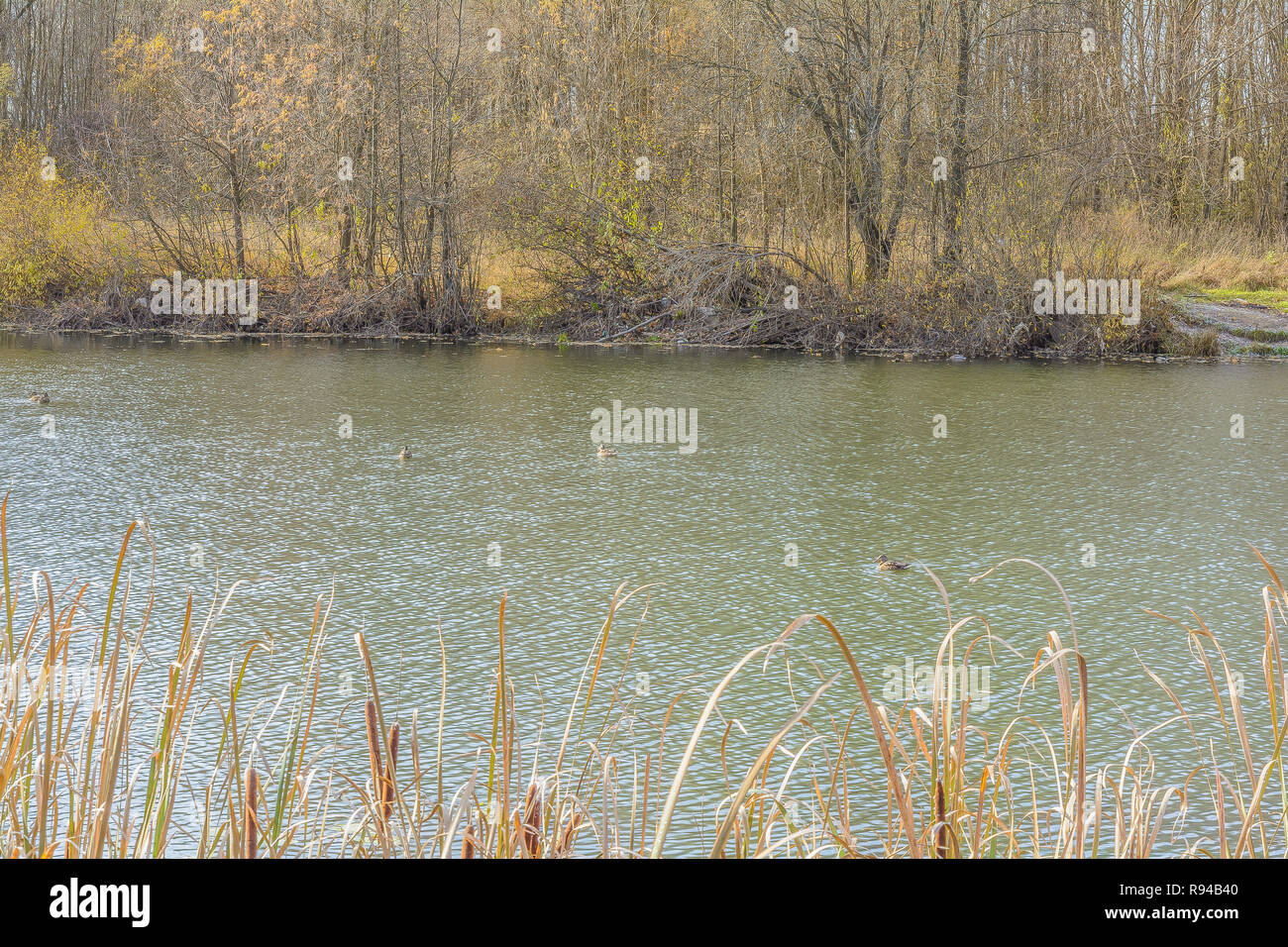 River Bank, Shore Stock Photo - Alamy