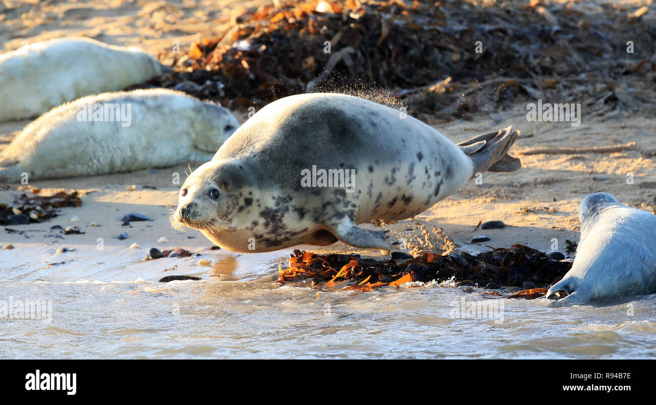 An adult seal leaps into sea hi-res stock photography and images - Alamy