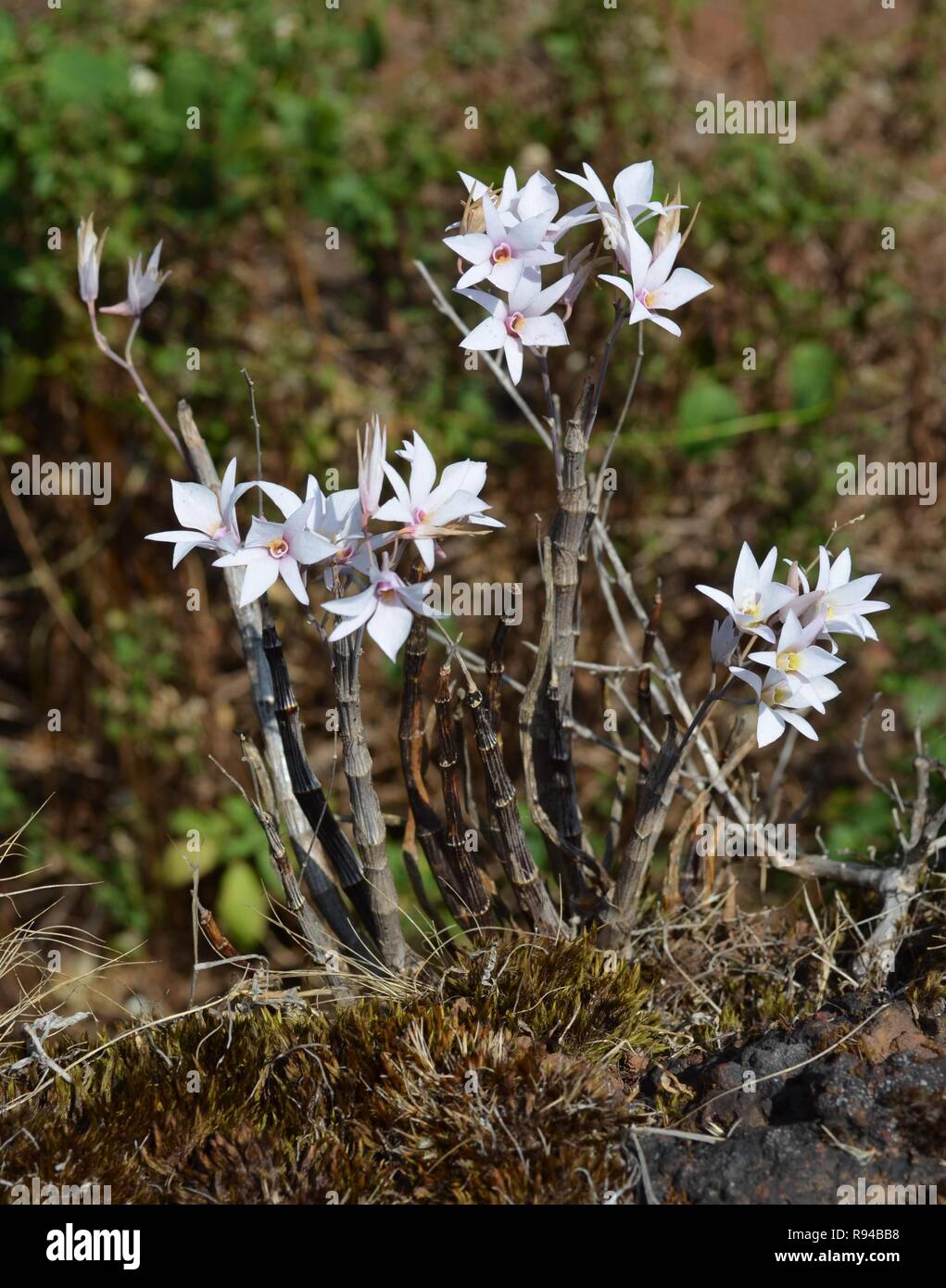Rare white flowers hi-res stock photography and images - Alamy