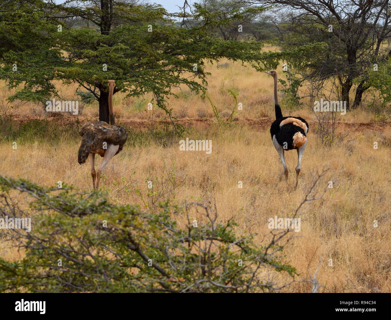A flock of ostriches at Meru National Park, Kenya Stock Photo - Alamy