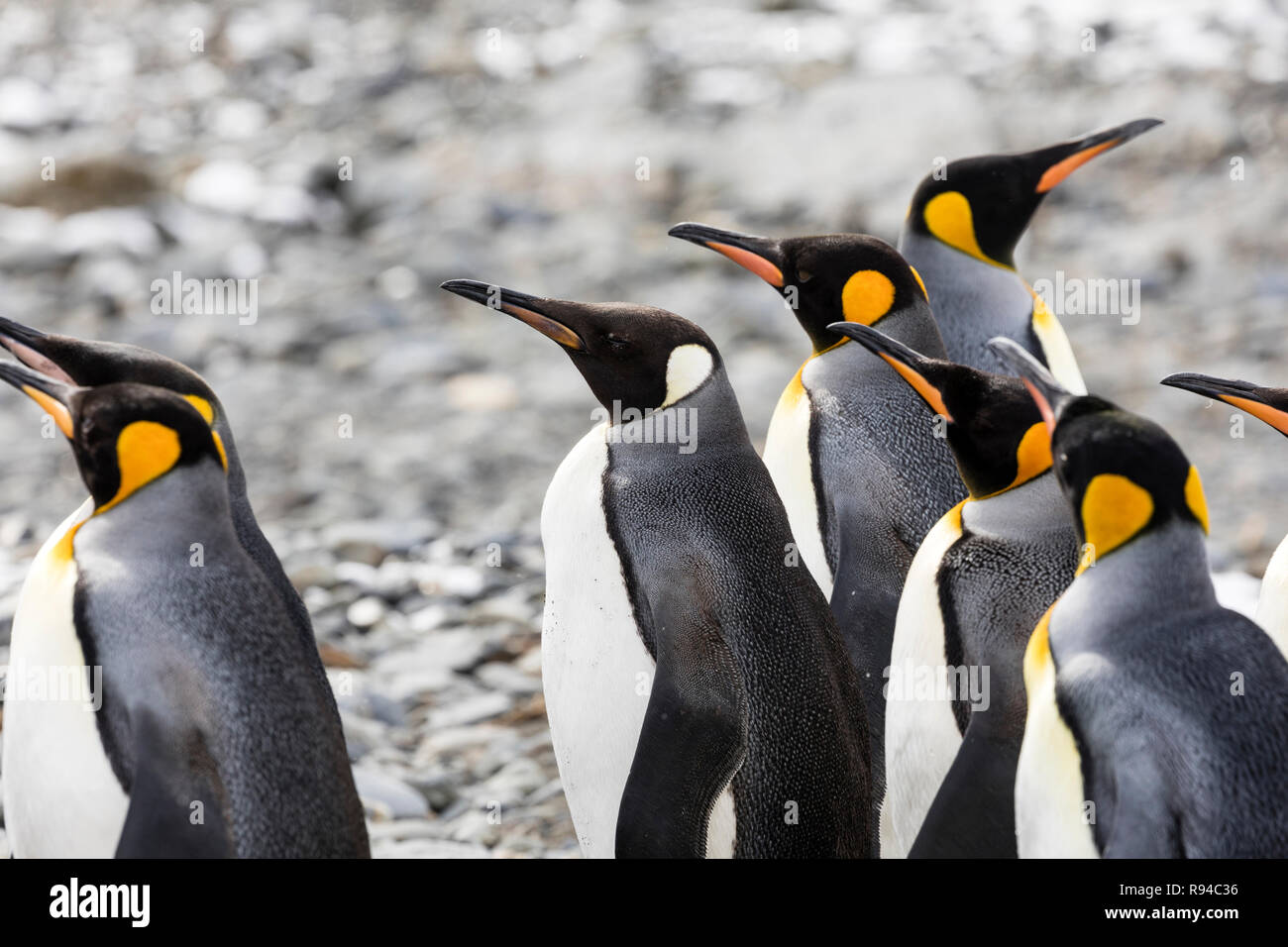 A group of king penguins are standing together on a pebble beach on ...