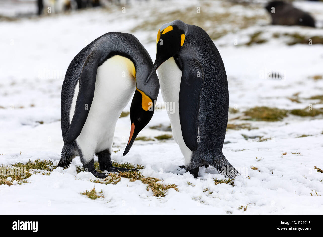 An in love King Penguin couple exchanges tenderness on Fortuna Bay ...