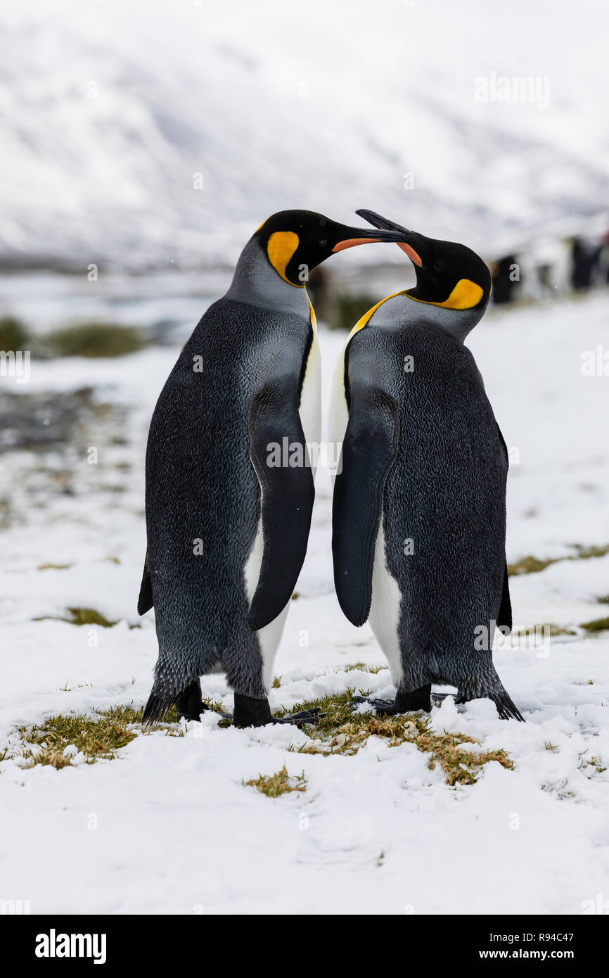 Emperor penguin couple hi-res stock photography and images - Alamy