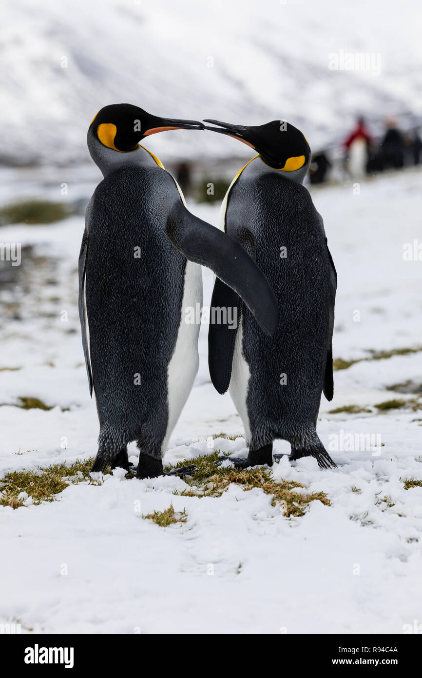 Emperor penguin couple hi-res stock photography and images - Alamy