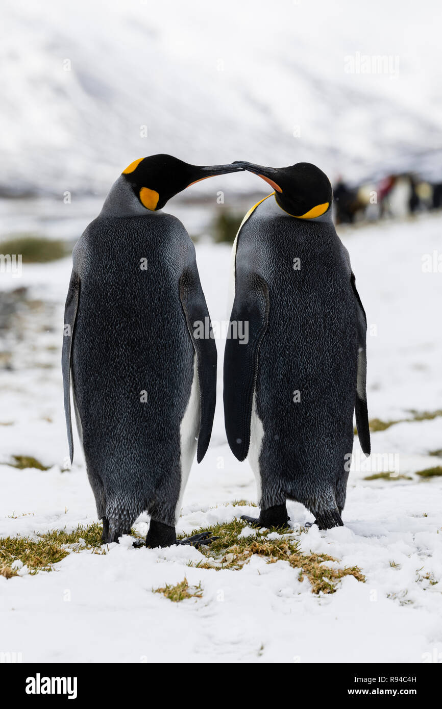 Emperor penguin couple hi-res stock photography and images - Alamy