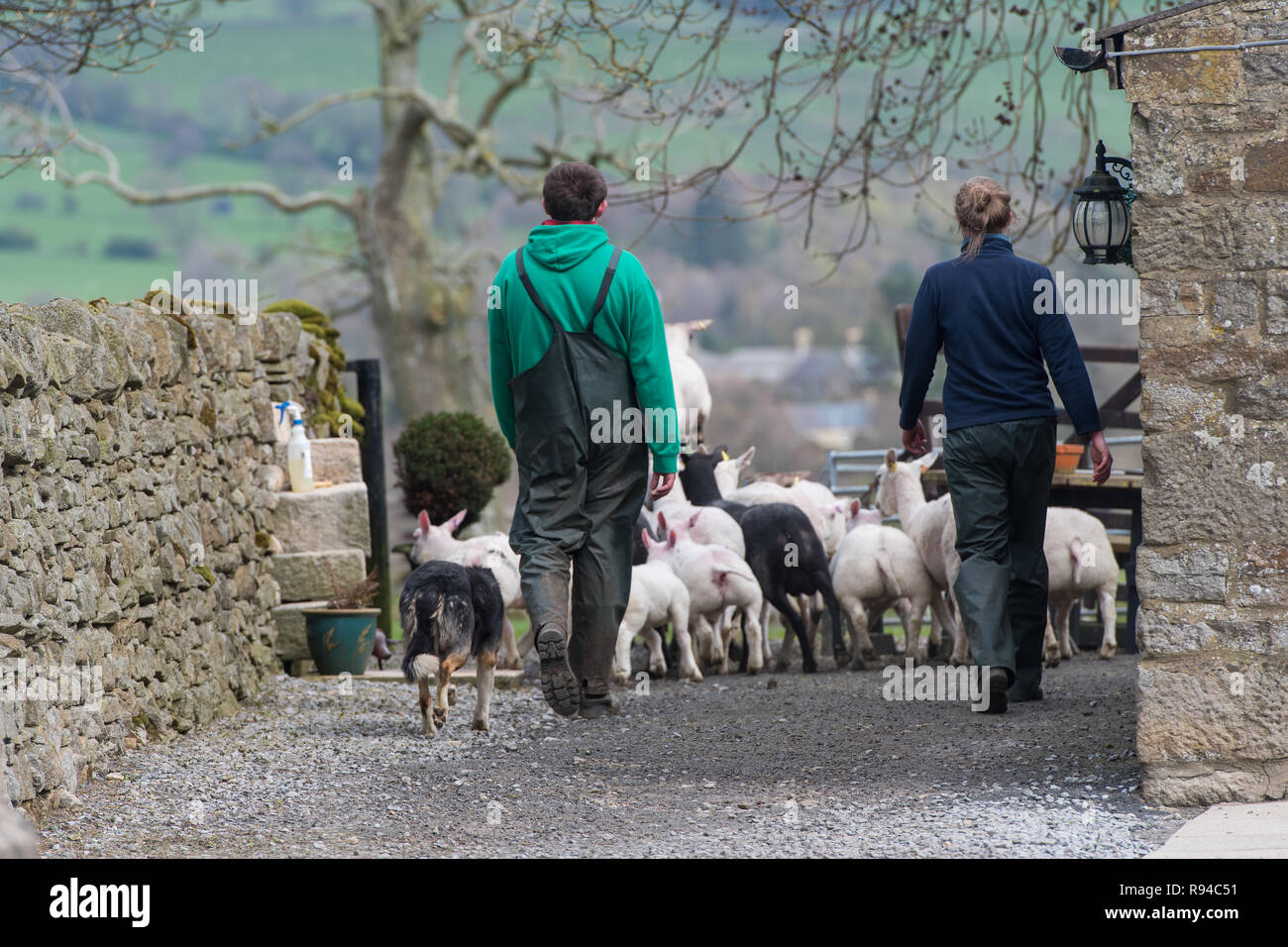 Farm workers taking a flock of sheep into a field, Co. Durham, UK Stock ...