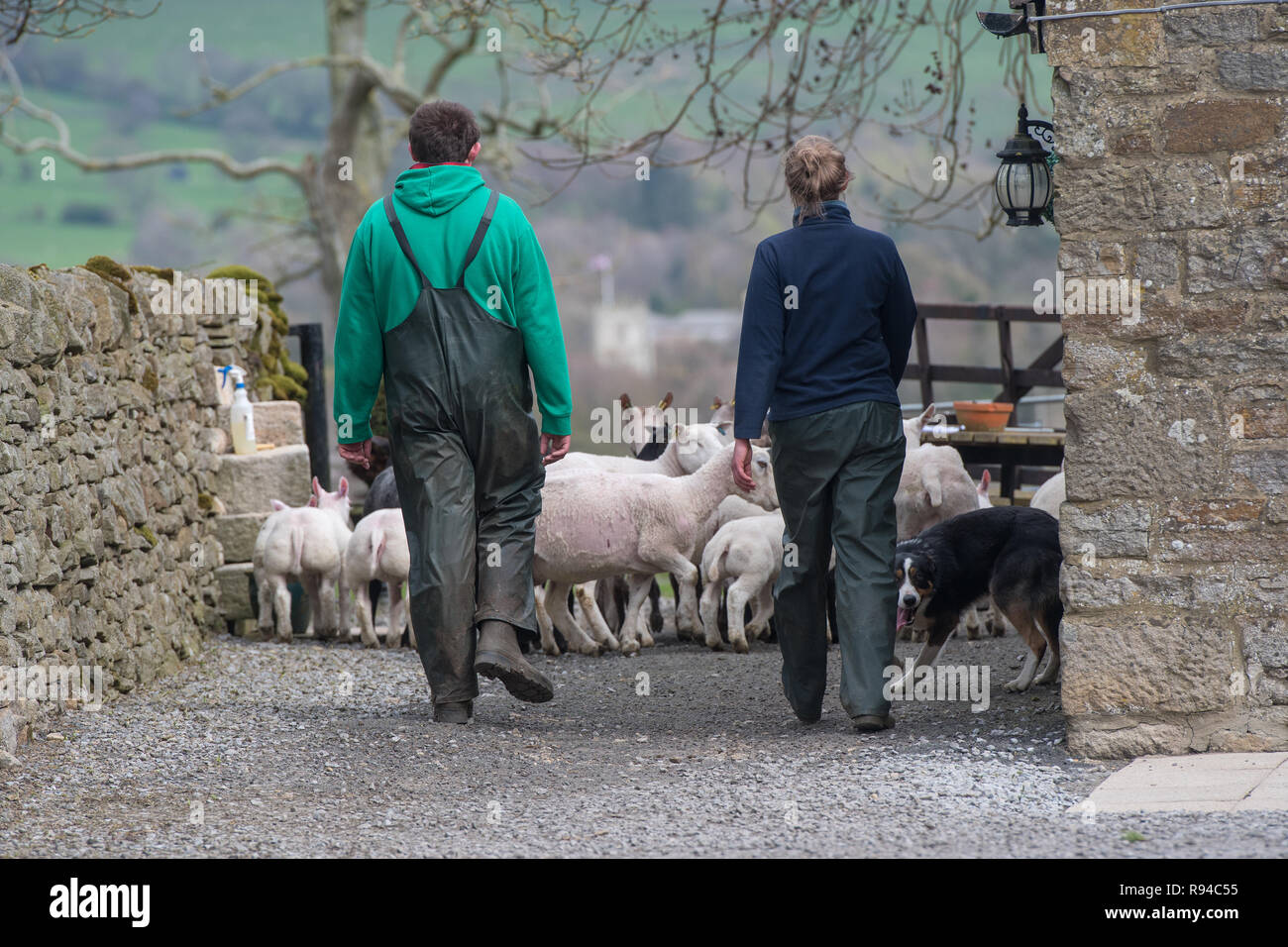 Farmer walking a sheep hi-res stock photography and images - Alamy