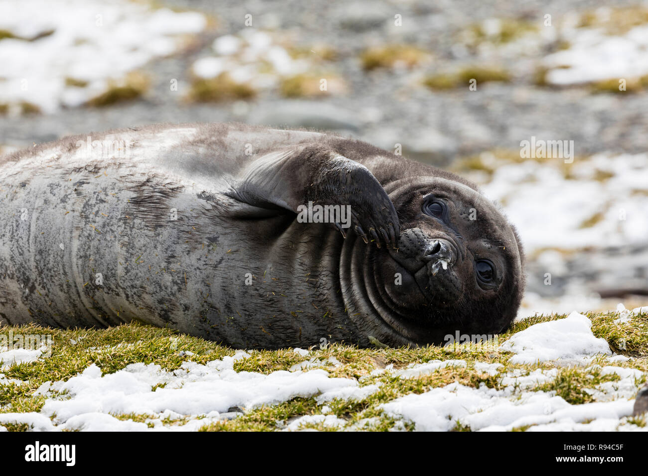 Elephant Walrus Face Free Picture: Odobenus Rosmarus, Male, Walrus,