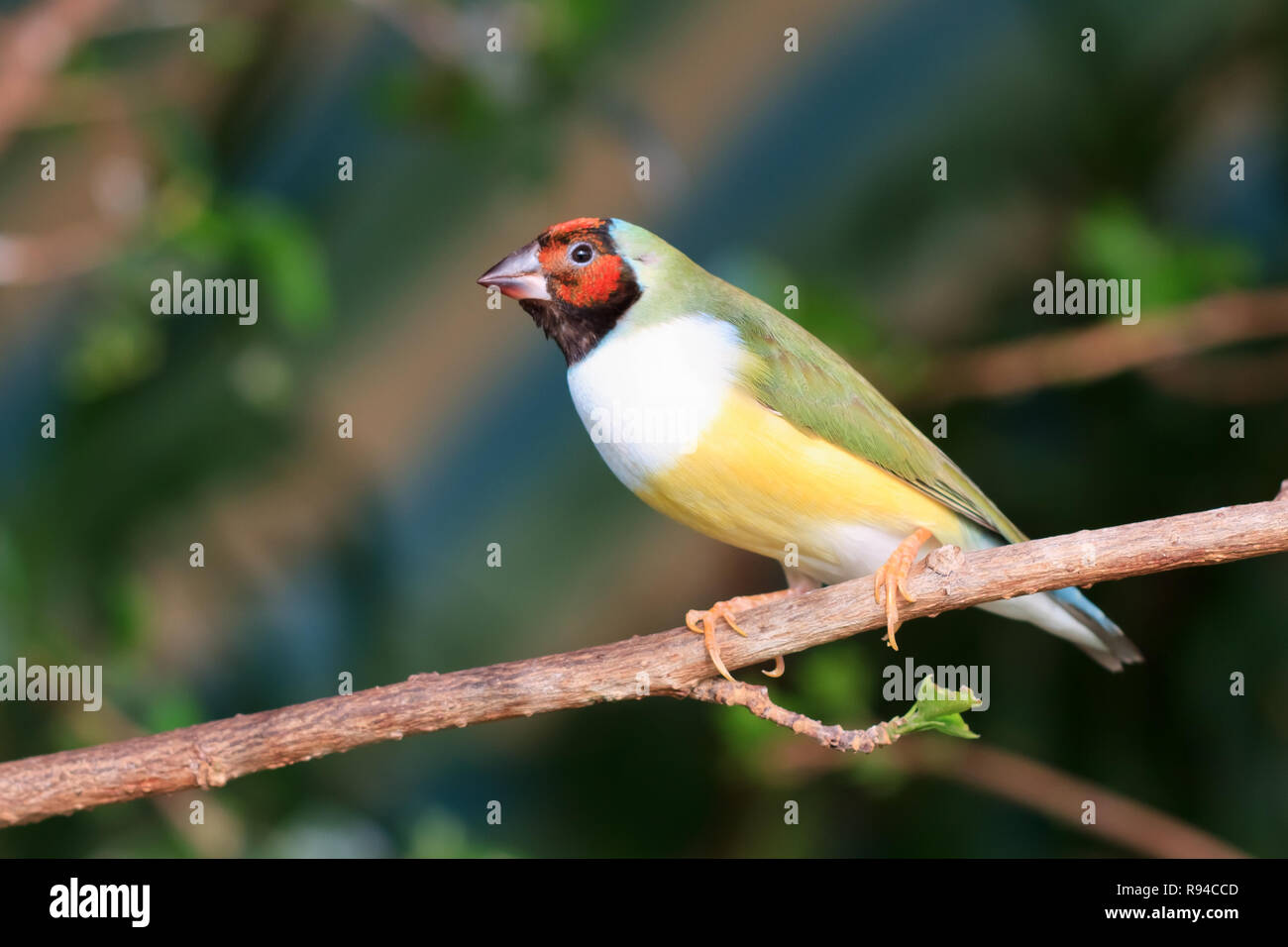 Male Gold Finches High Resolution Stock Photography and Images - Alamy