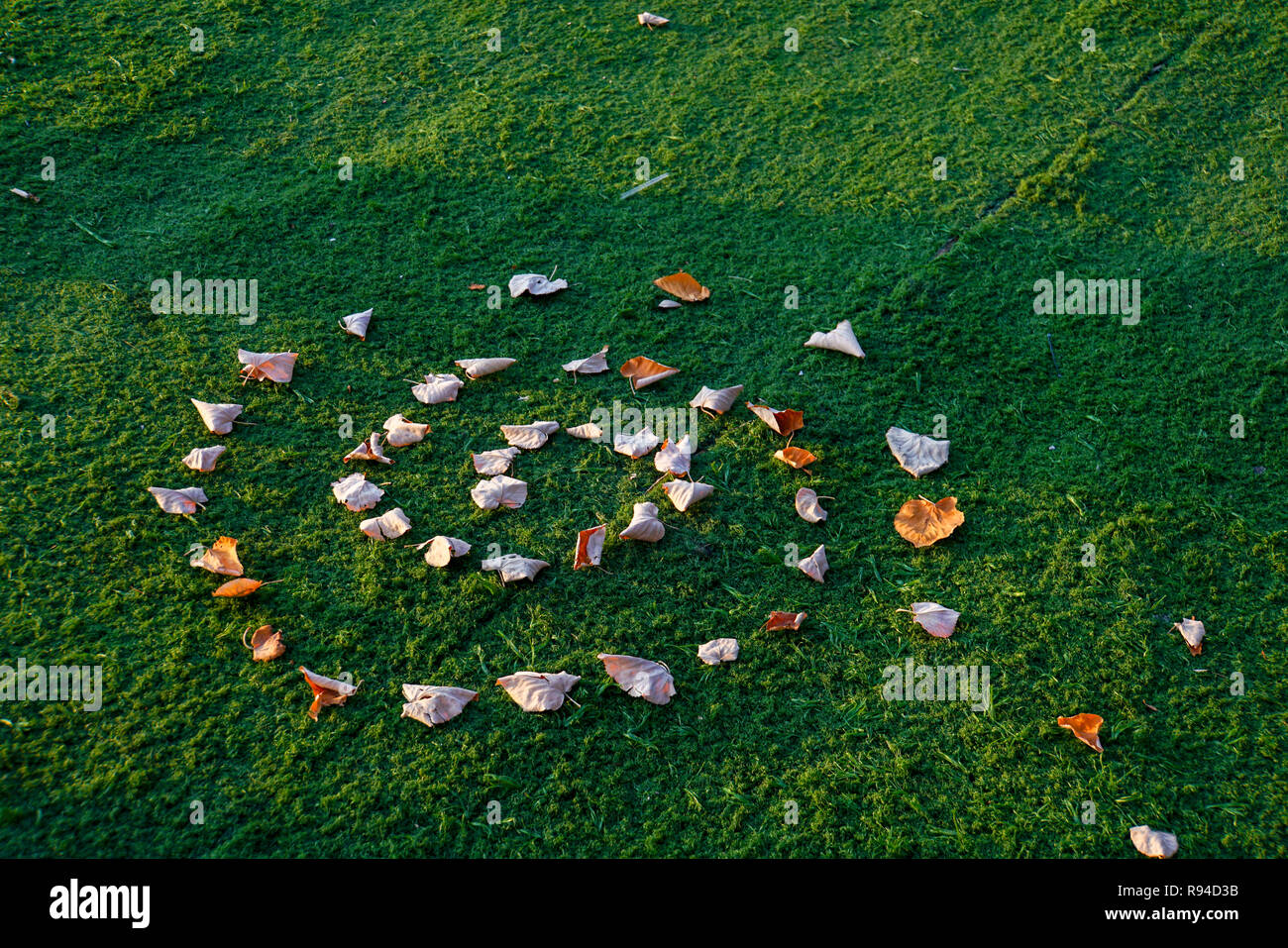 Green spiral design hi-res stock photography and images - Alamy