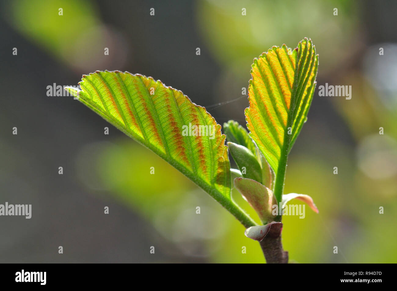 Fresh leaves of common alder, opening in spring. Dorset, UK April Stock ...