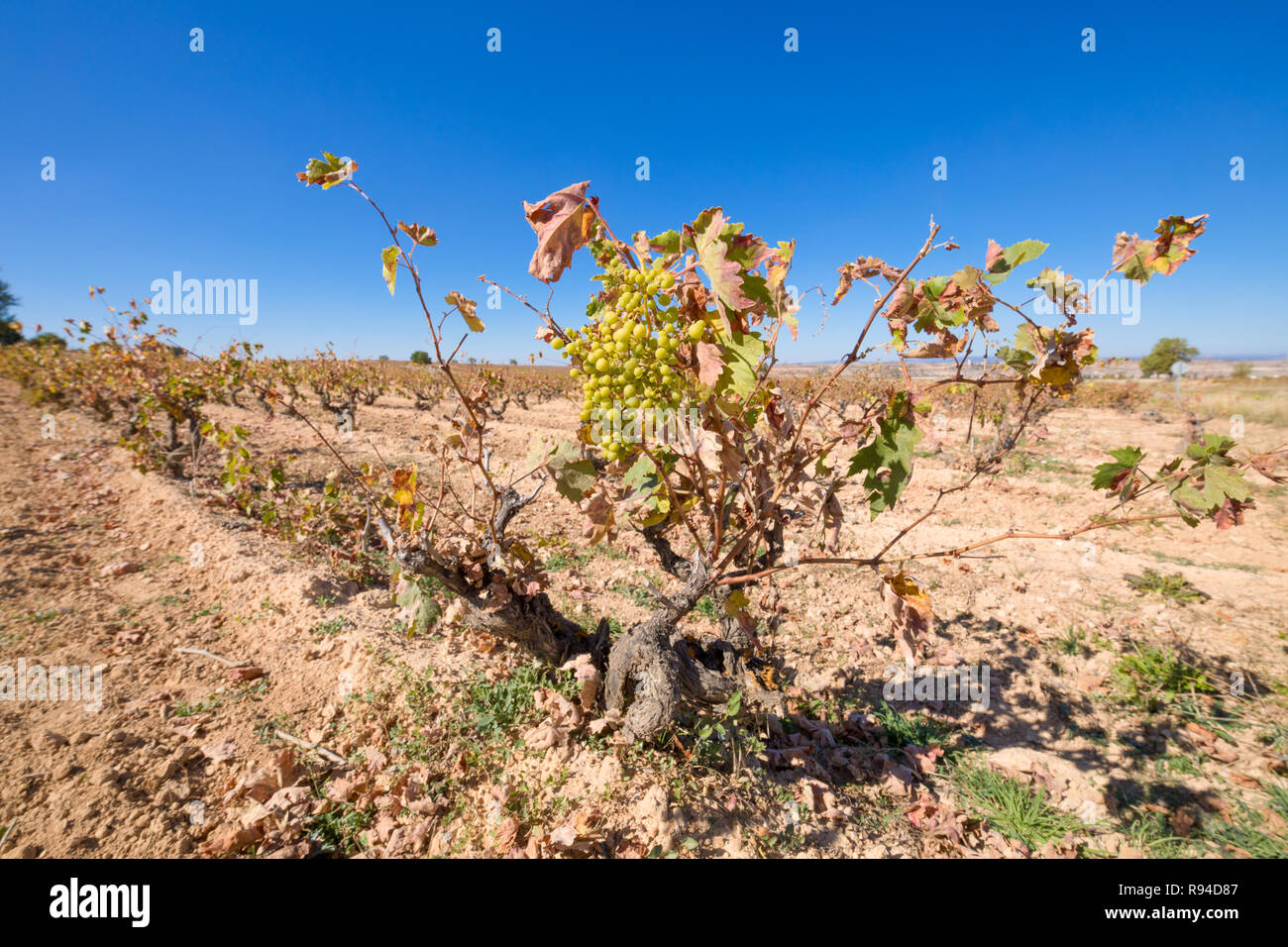 cluster of green wine grapes hanging in withered vine branch of ...