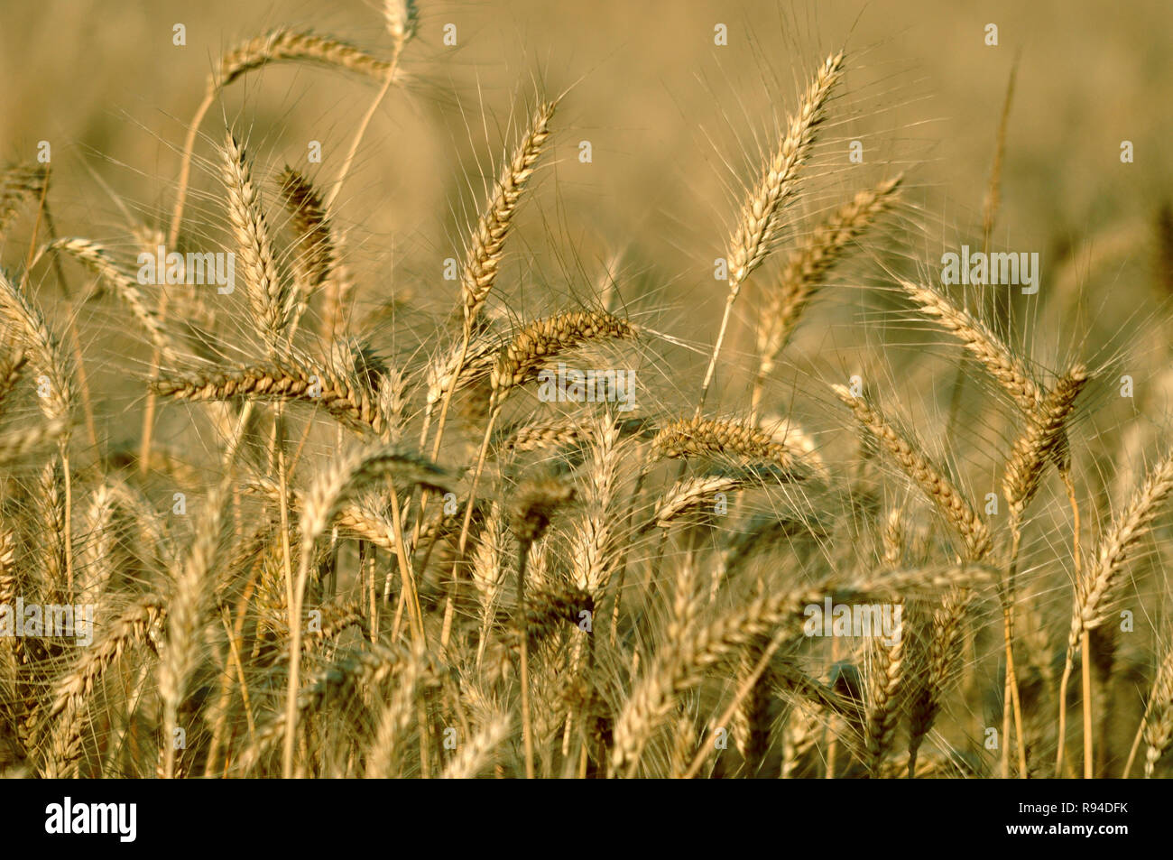 wheat field in india Stock Photo - Alamy