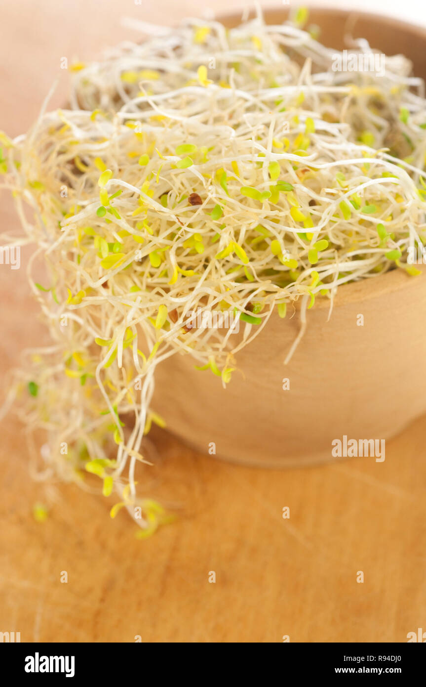 Organic alfalfa seeds medicago hi-res stock photography and images - Alamy