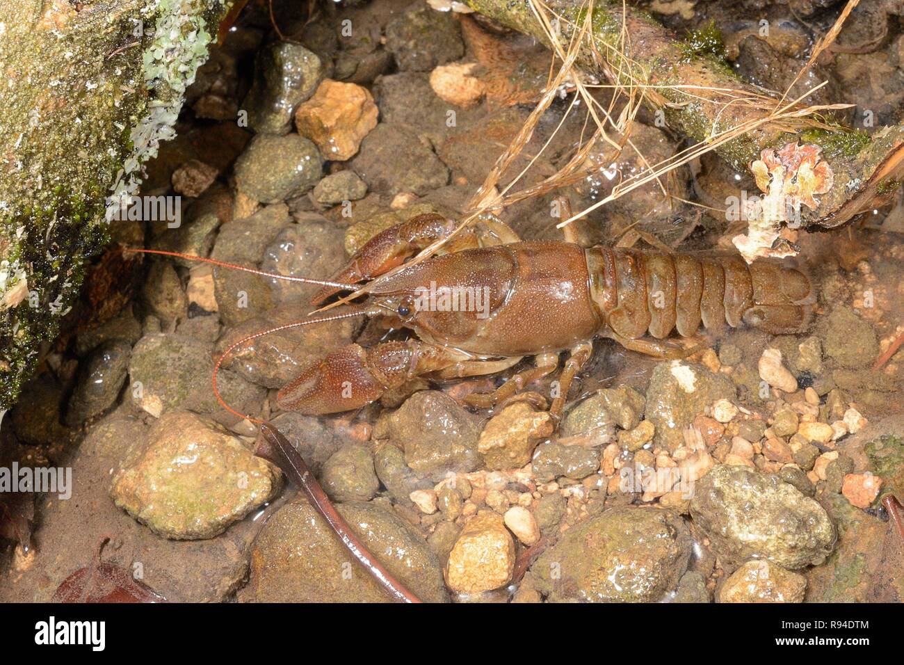 White clawed crayfish in river hi-res stock photography and images - Alamy