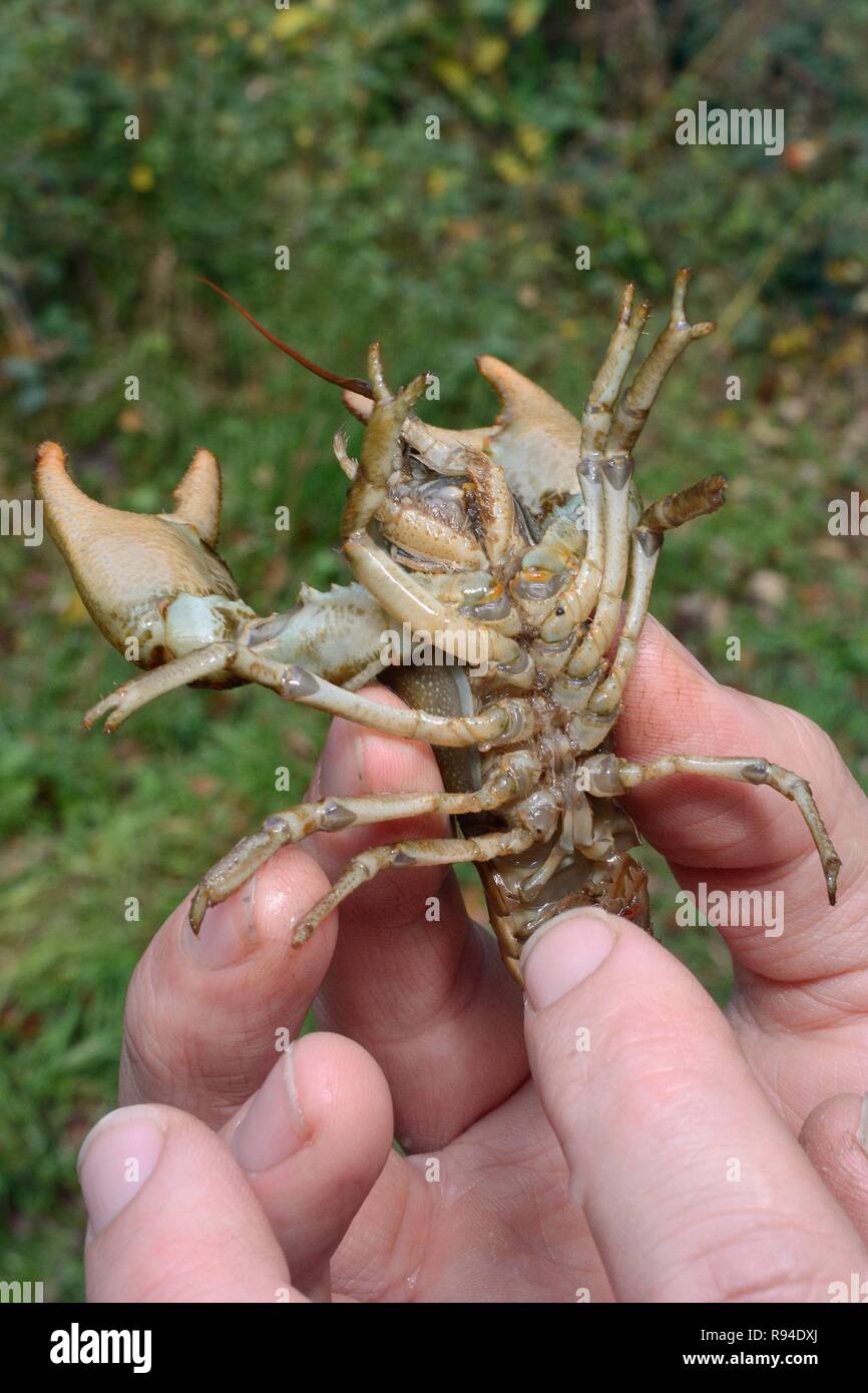 Male White-clawed crayfish (Austropotamobius pallipes) caught for ...