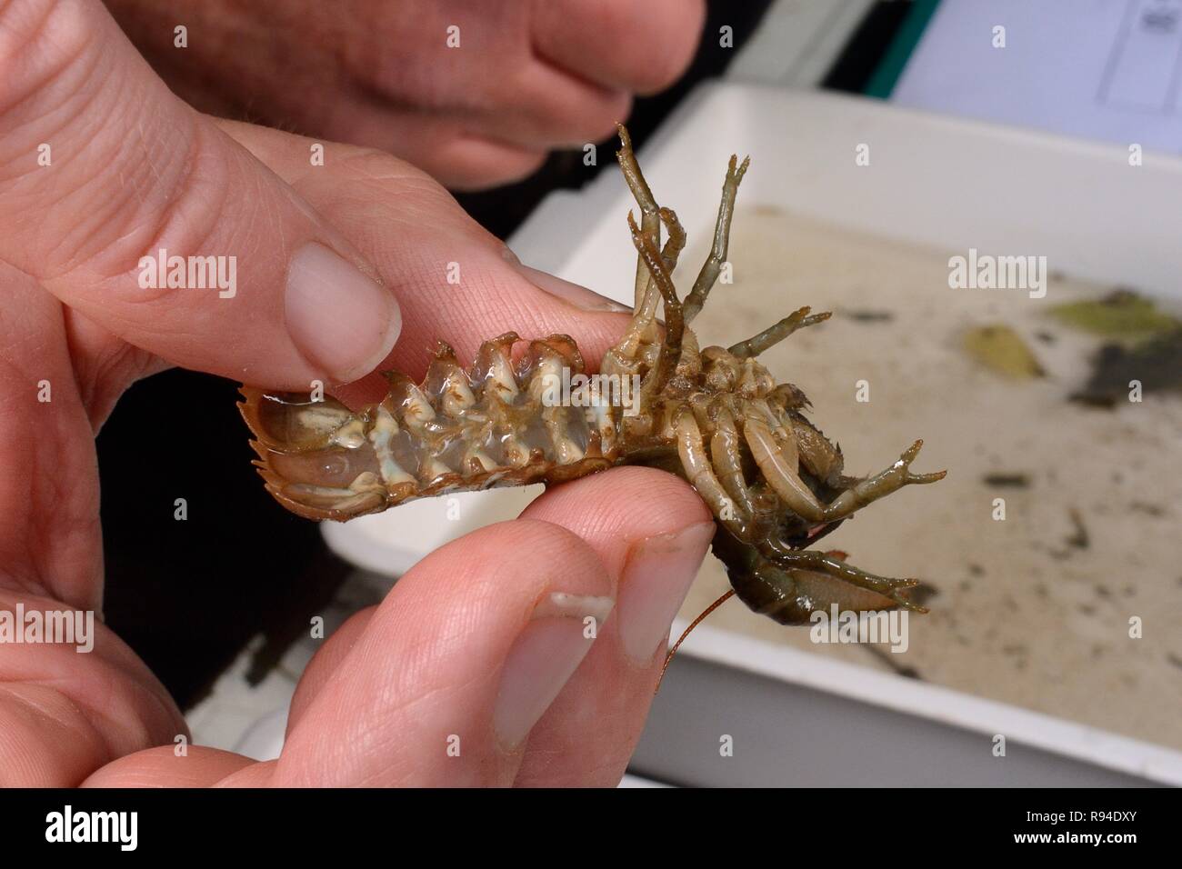 White-clawed crayfish (Austropotamobius pallipes) with signs of ...