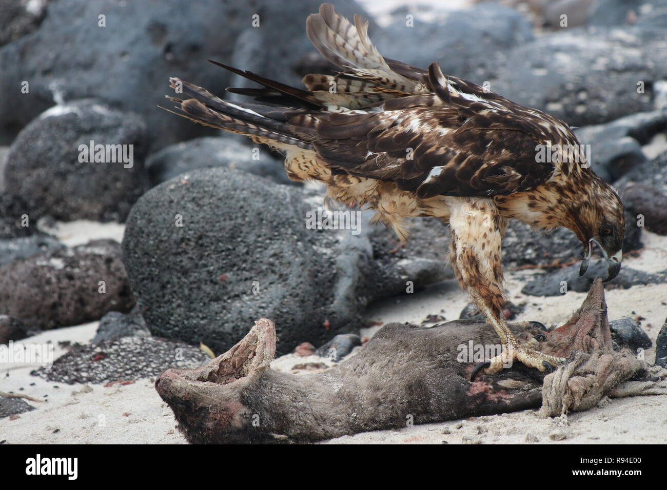 Close up sea hawk hi-res stock photography and images - Alamy