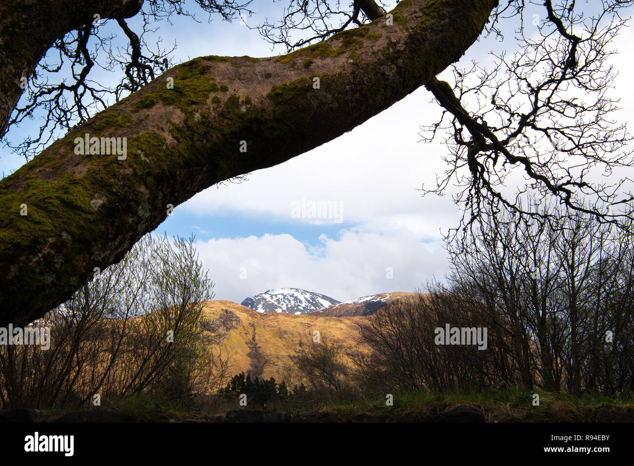 View of Ben Nevis from Old Inverlochy Castle, Fort William, Scotland ...