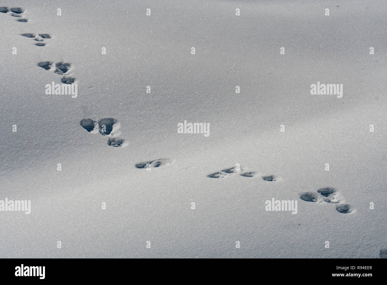 animals trails tracks on snow Stock Photo - Alamy