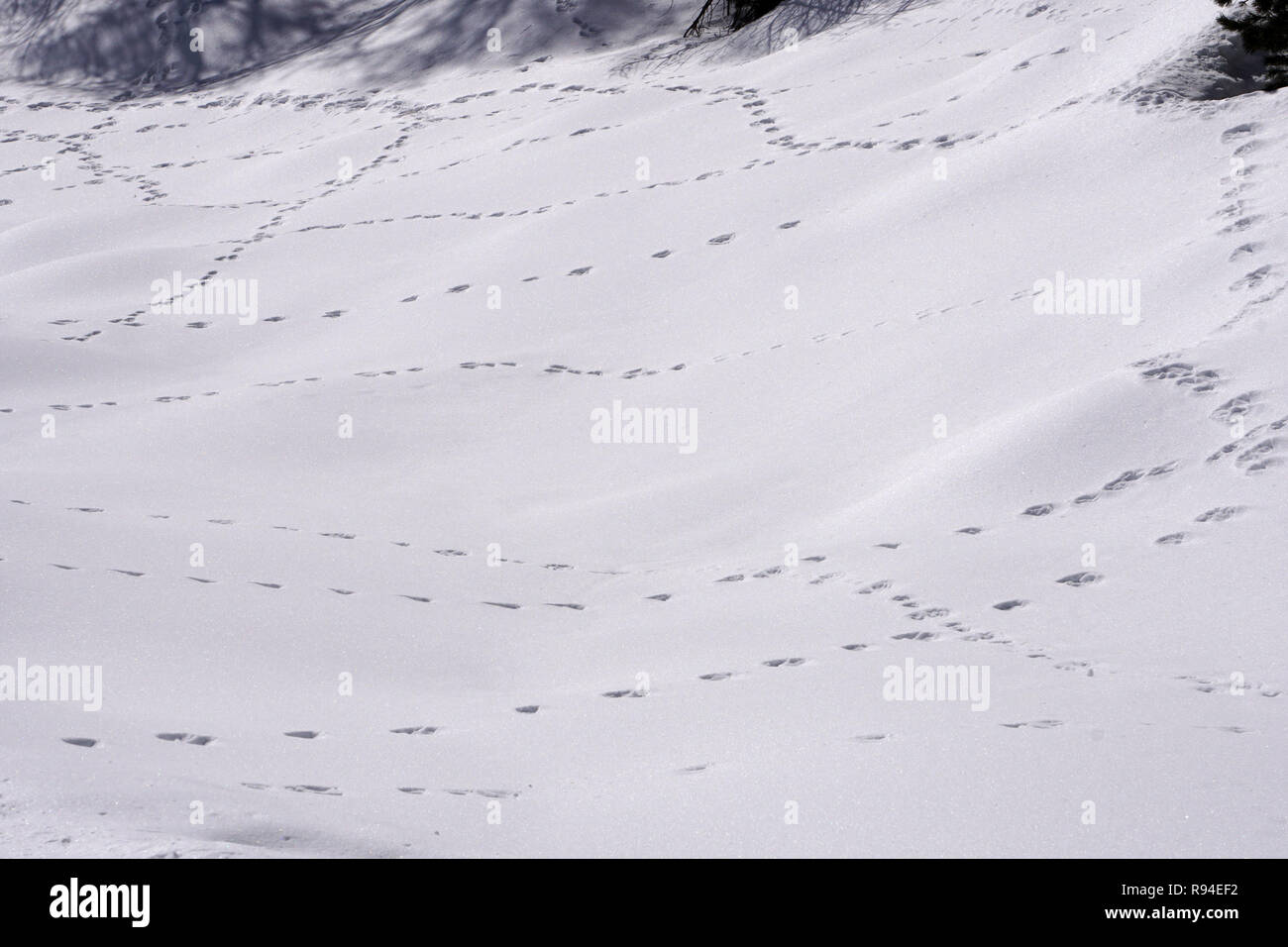 Lynx tracks in snow hi-res stock photography and images - Alamy