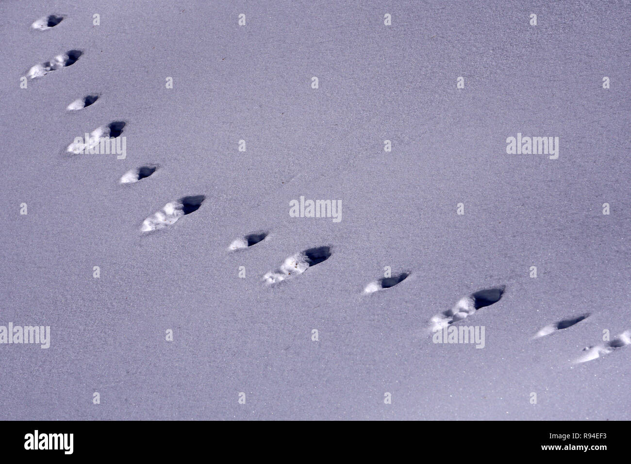 animals trails tracks on snow Stock Photo - Alamy