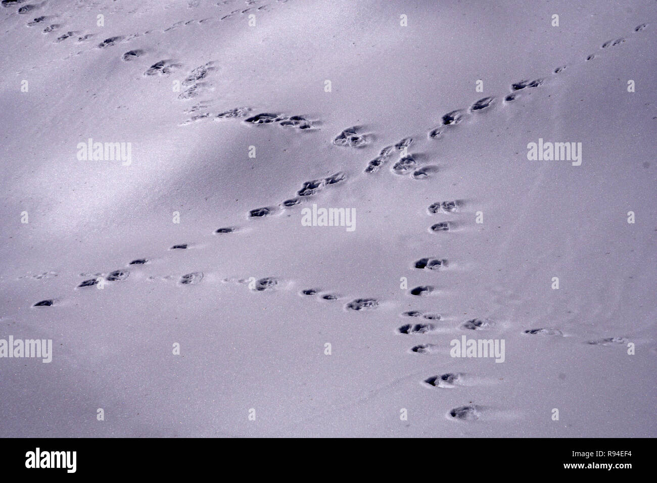 Lynx tracks in snow hi-res stock photography and images - Alamy