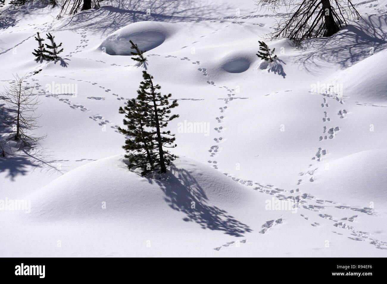 animals trails tracks on snow Stock Photo - Alamy