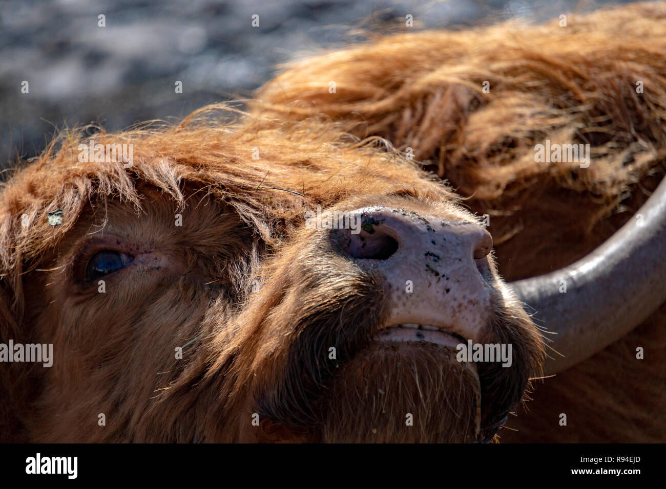 Highlander scotland hairy cow frozen nose detail Stock Photo - Alamy