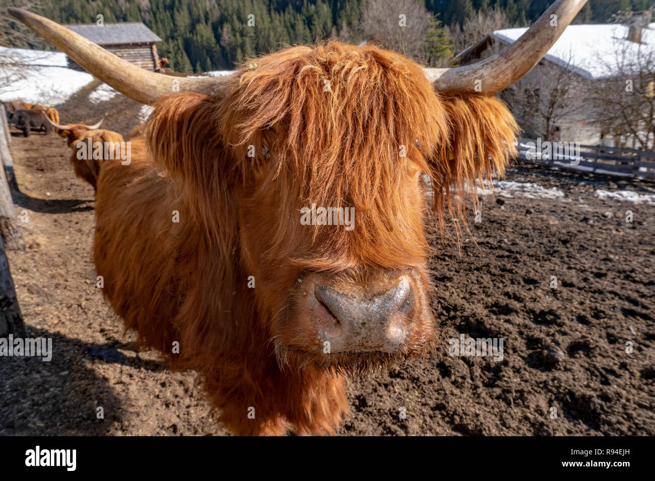 Highlander scotland hairy cow frozen nose detail Stock Photo - Alamy