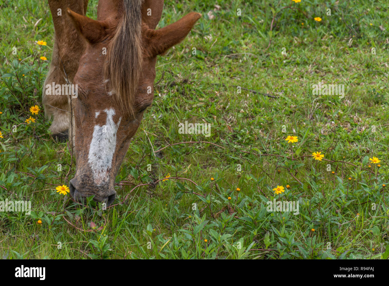 2018, october. Florianopolis, Brazil. Borwn horse head grazing on a ...