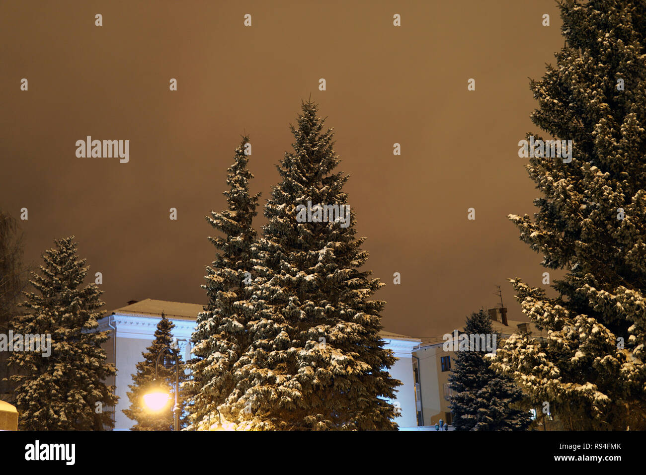 Christmas pine trees in winter in the night city Park under the snow in ...