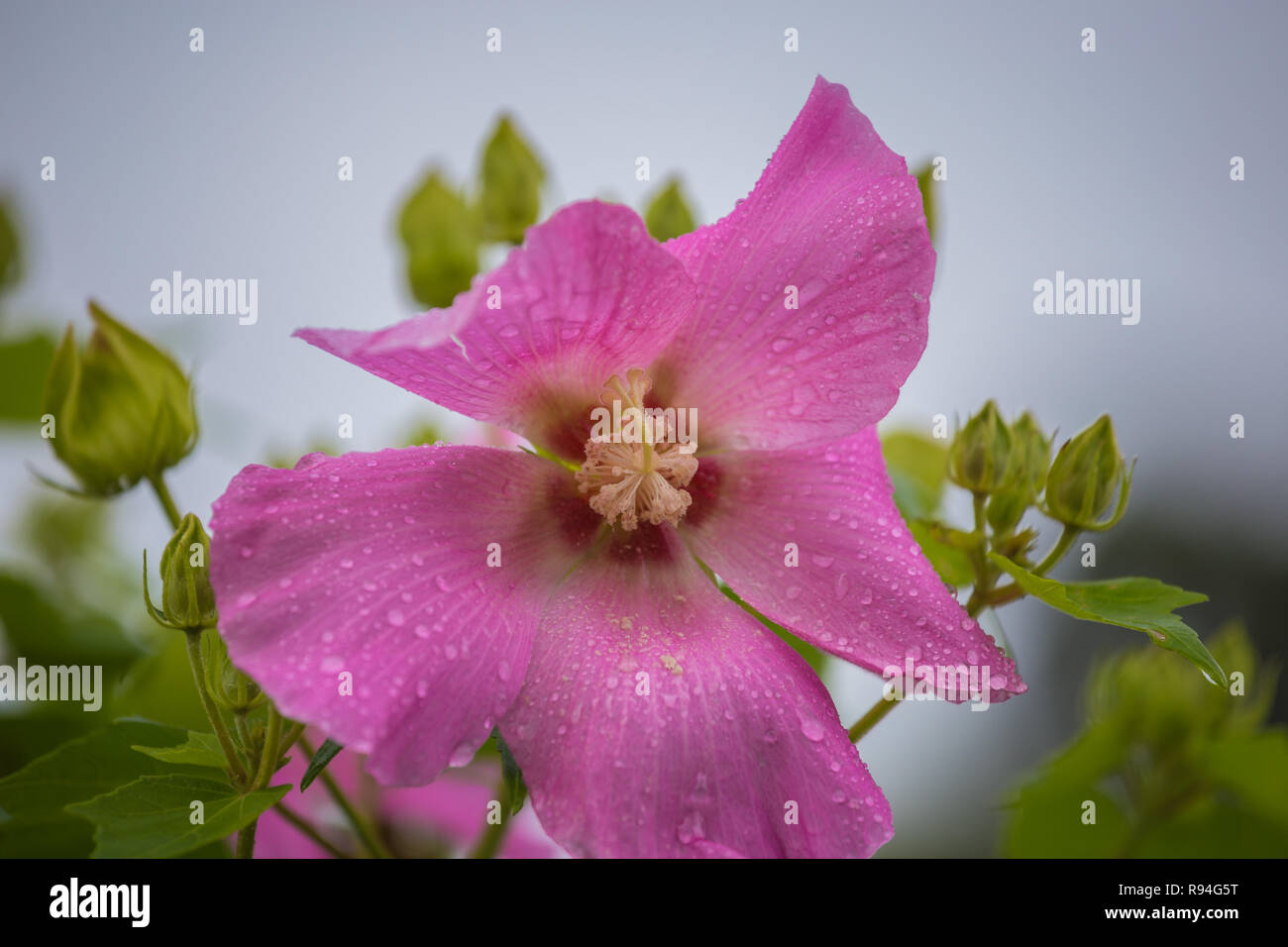 This beautiful purple flower called as Hibiscus moscheutos, rose mallow ...
