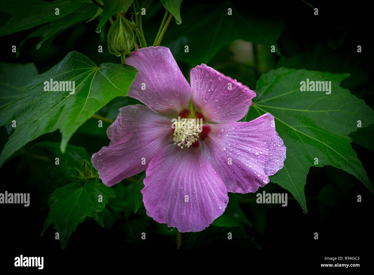 This beautiful purple flower called as Hibiscus moscheutos, rose mallow ...