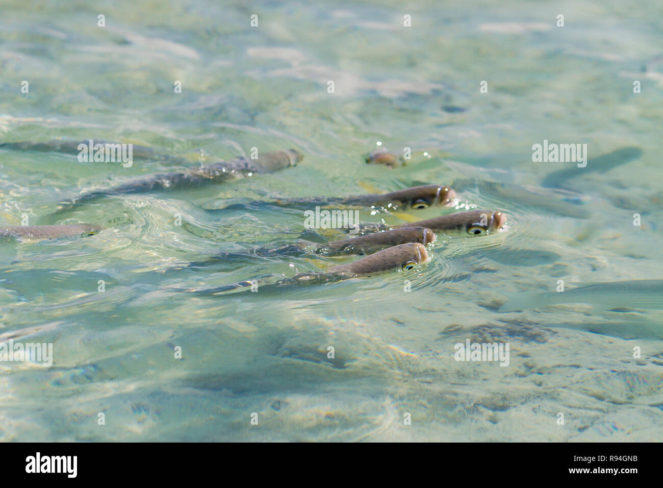 Fish of Rangiroa atoll, Tuamotu islands, French Polynesia Stock Photo ...