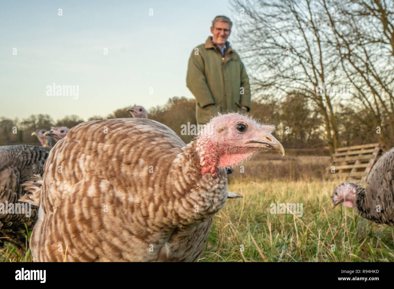 Breeding mark hi-res stock photography and images - Alamy
