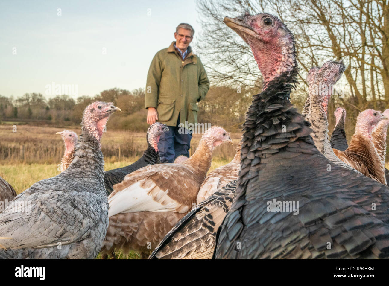 Traditional norfolk poultry hi-res stock photography and images - Alamy