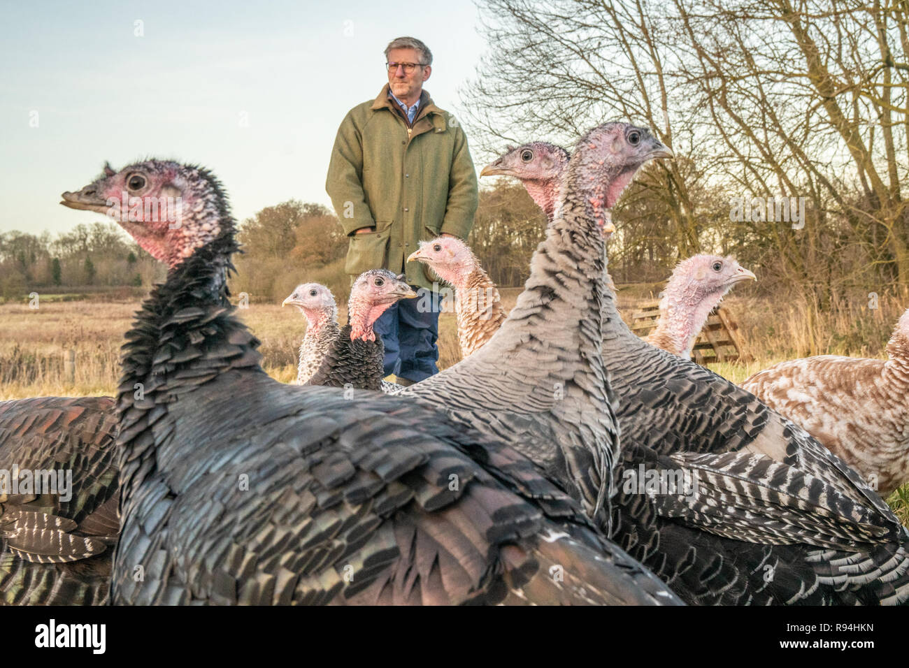 Traditional norfolk poultry hi-res stock photography and images - Alamy