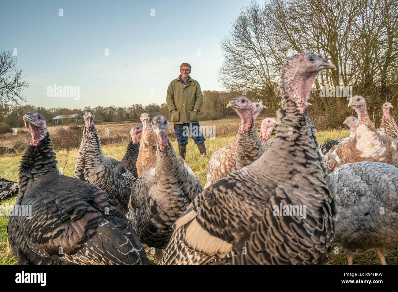Mark Gorton Free Range Norfolk Turkey Farmer Stock Photo - Alamy