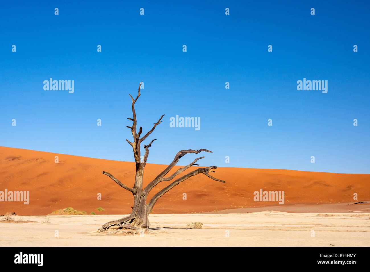 Deadvlei (White clay pan) in Namib-Naukluft Park in Namibia, Africa ...
