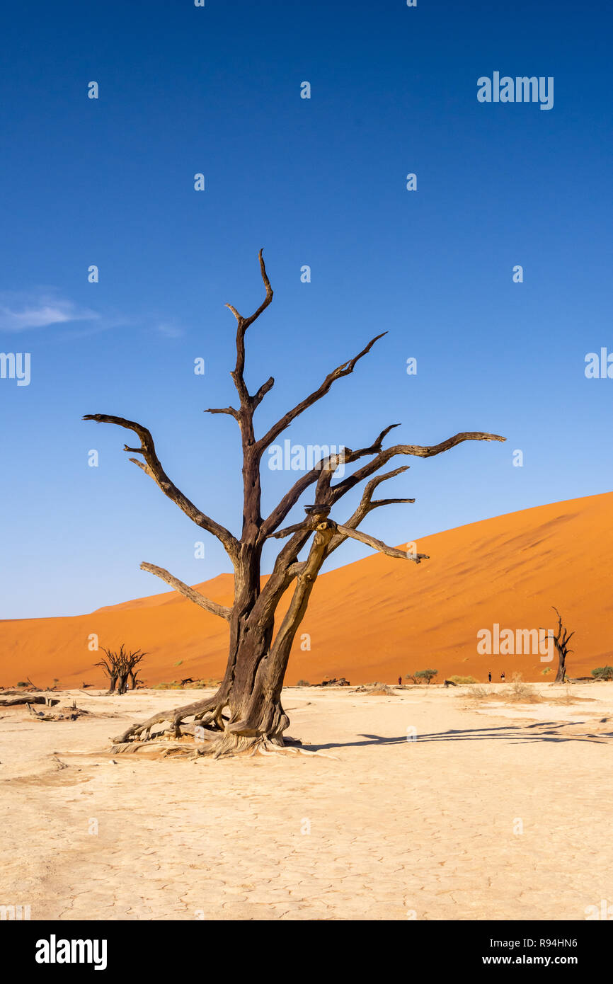 Deadvlei (White clay pan) in Namib-Naukluft Park in Namibia, Africa ...