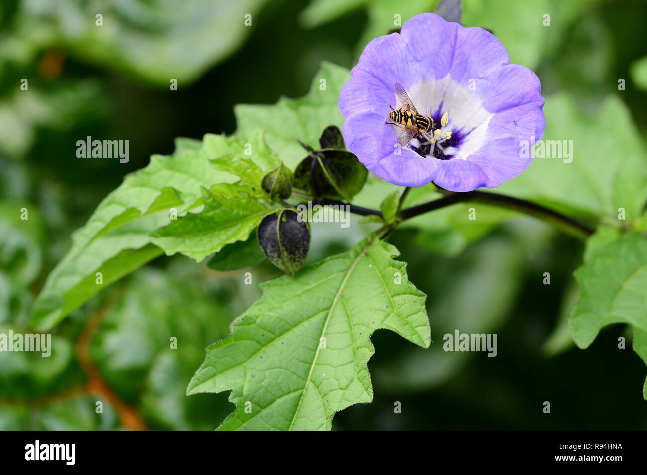 Apple of peru hi-res stock photography and images - Alamy